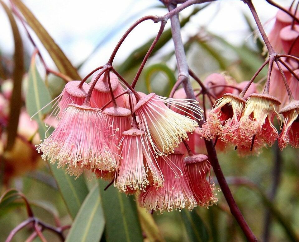 Eucalyptus synandra Jingymia Mallee 50 SEEDS #LVGG