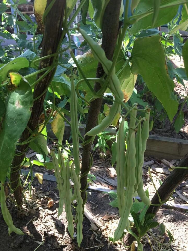 30 seeds Strike Beans Seeds #LVGG