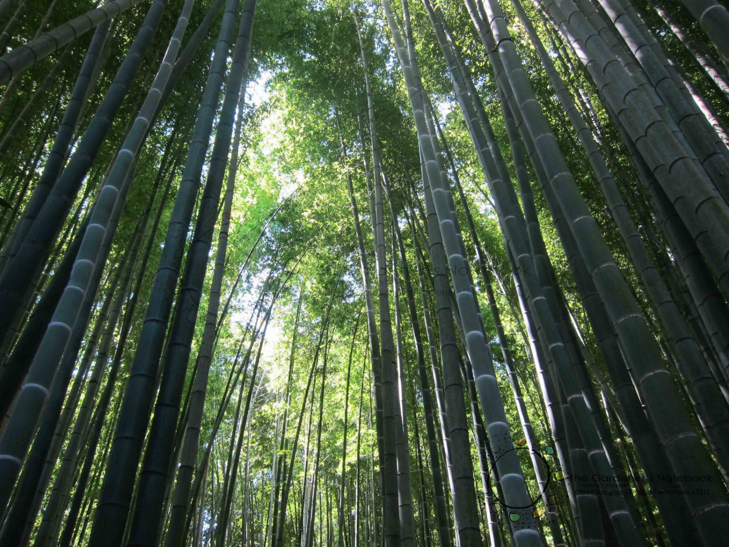 Phyllostachys Pubescens Moso Plant Seed jumbo bamboo tree seeds #LVGG