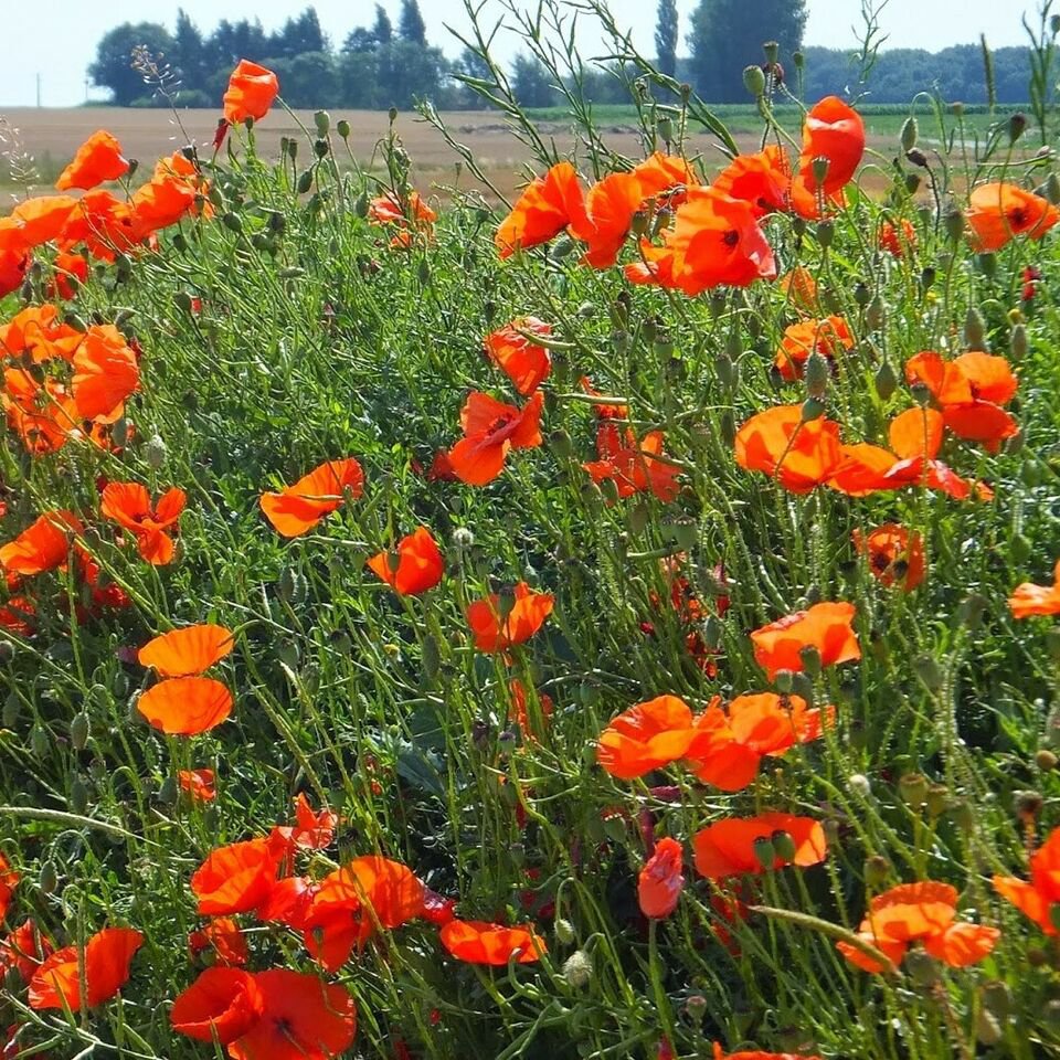 Poppy Single Red Flanders Remembrance 350 seeds #LVGG