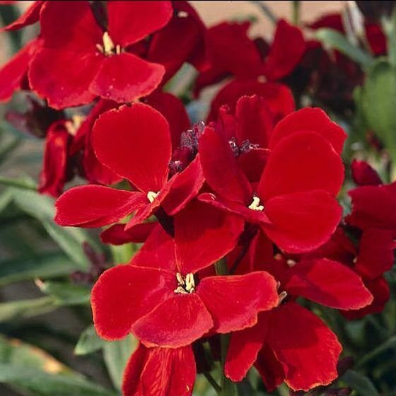 Red Wallflower - Ruby Gem 65 seeds contains #LVGG