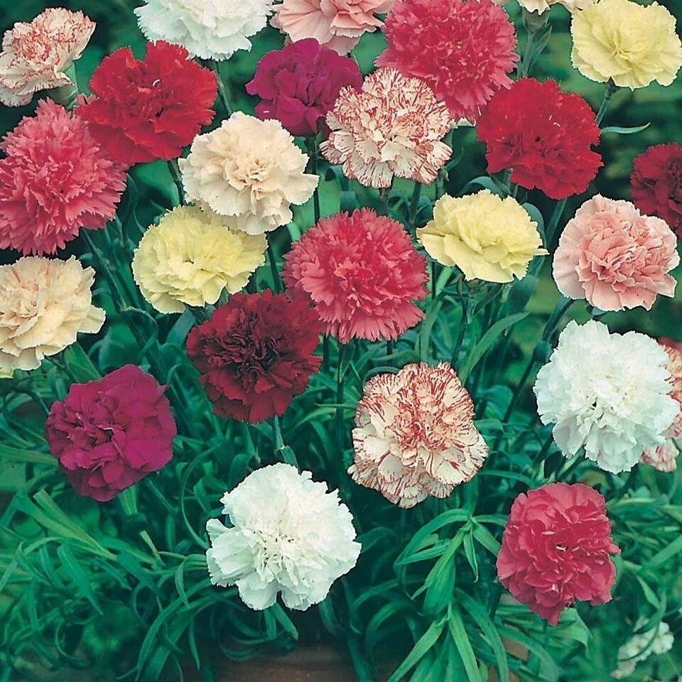 Carnation Chabaud Giants contains 40 seeds Mixed #LVGG