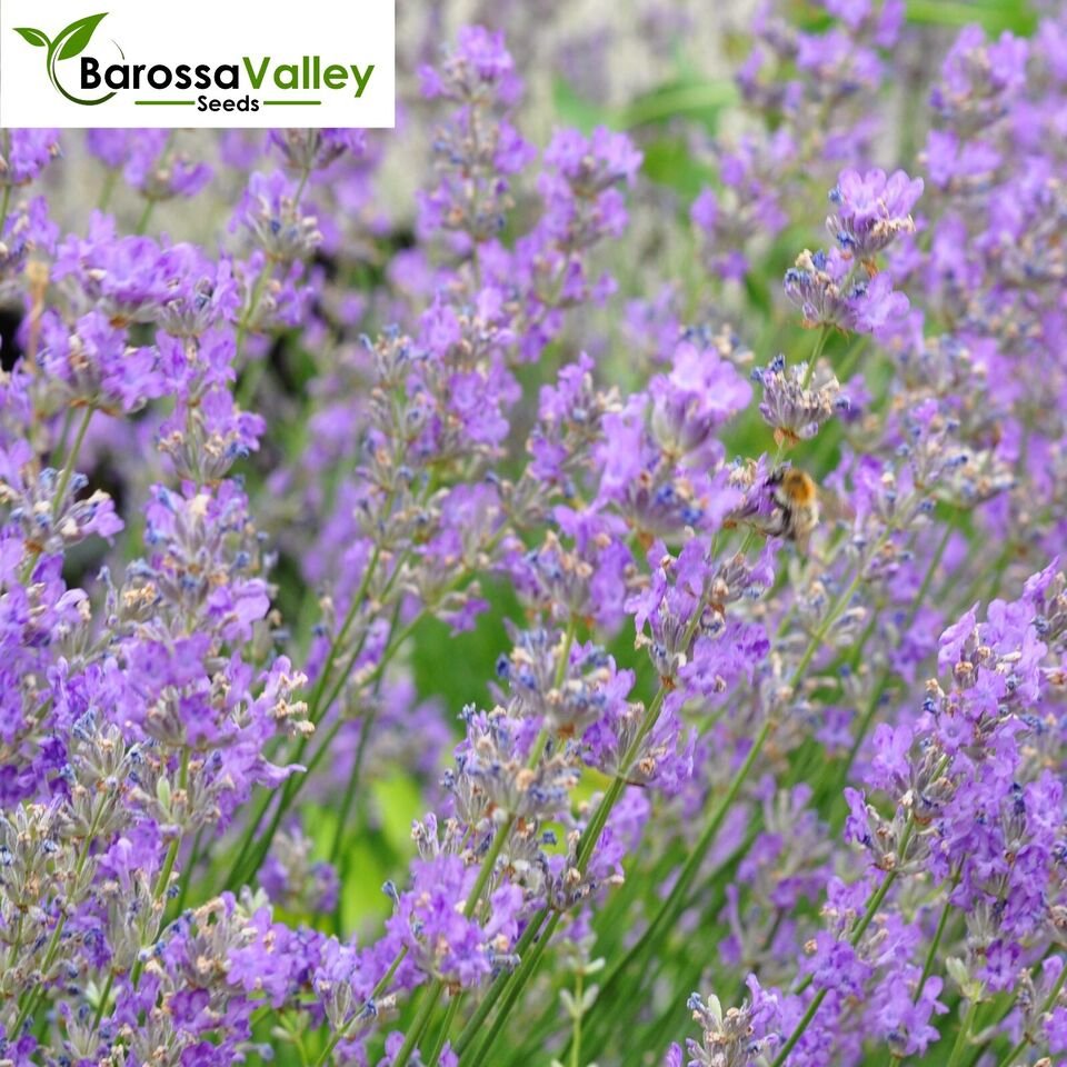 STOCK GIANT COLUMN LILAC LAVENDER 50+ Growing FLOWER Seeds #LVGG