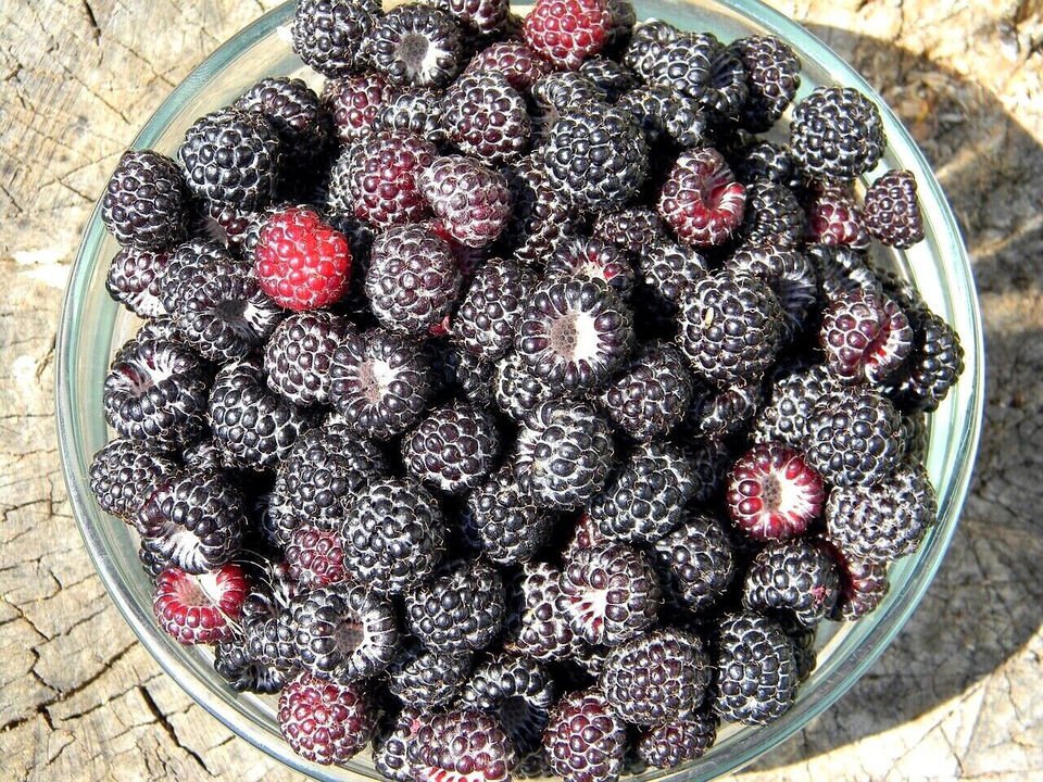 10 X WILD BLACK RASPBERRY SEEDS #LVGG