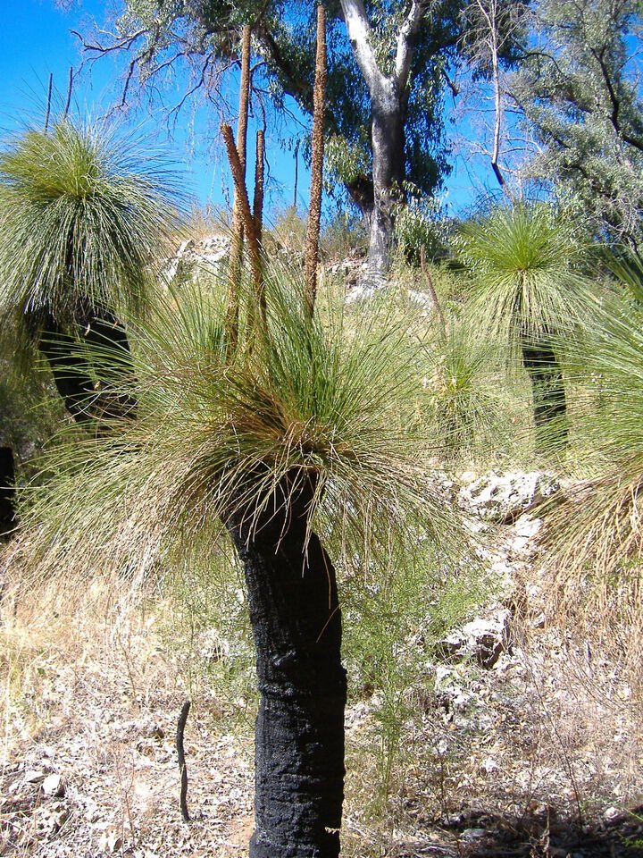 10 AUSTRALIAN GRASS TREE SEEDS (Xanthorrhoea preissii); Indigenous ...
