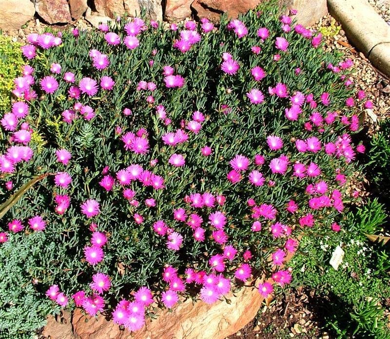 20 seeds of the Coastal Pig Seed plant (CARPOBROTUS virescens) #LVGG