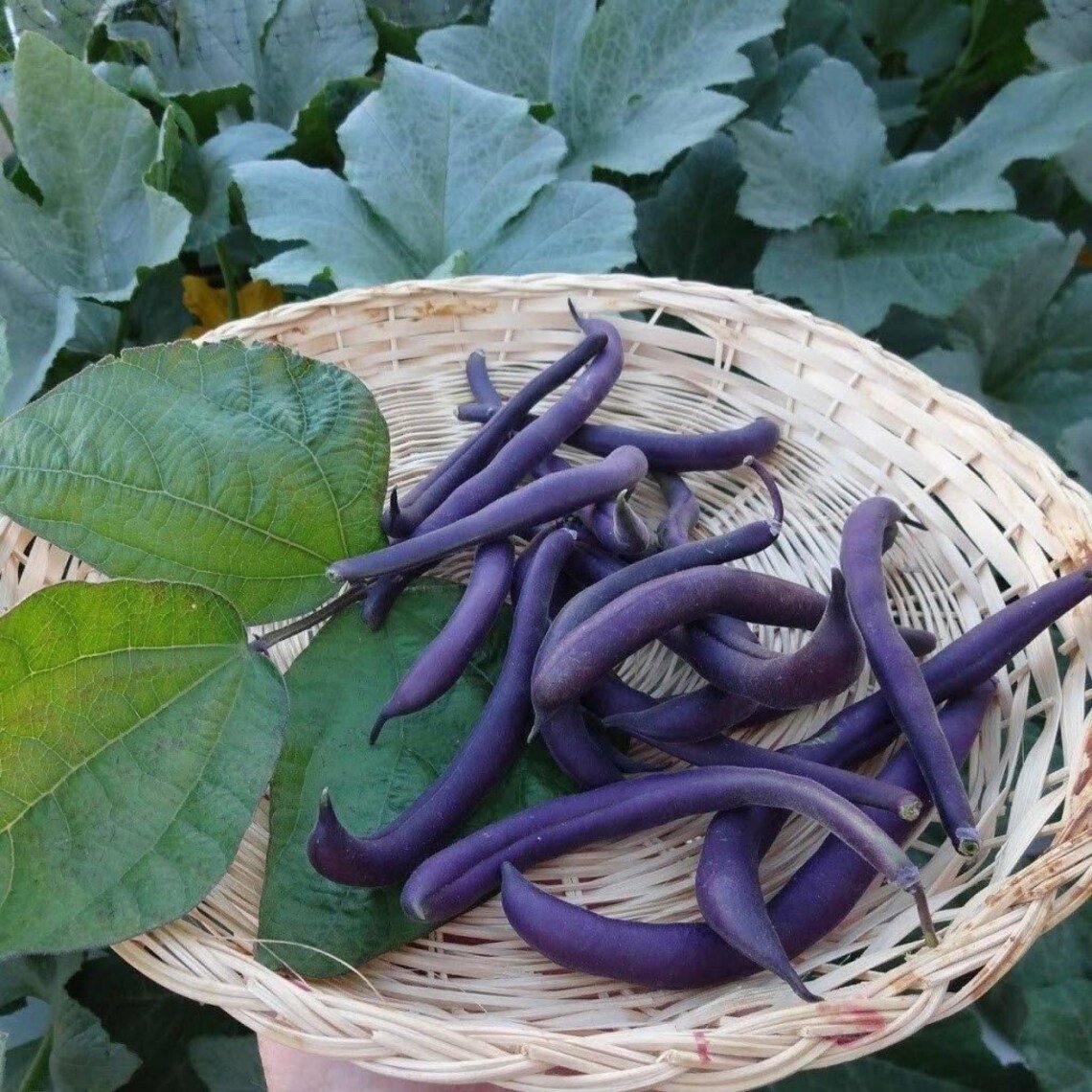 4gm Seeds PURPLE KING CLIMBING Bean Seeds Vegetable Plant Seeds For ...