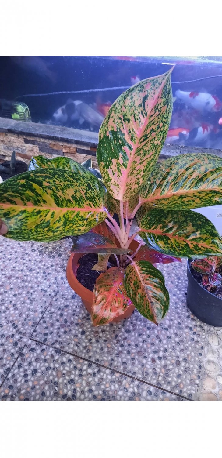 Aglaonema Flower Aglaonema Plant Ruby Ray Flower Plant For Your Home Garden
