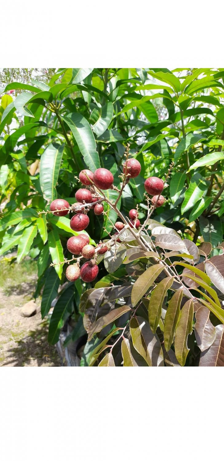 Longan Plant Dwarf Cold Hardy Red Ruby Longan Fruit Plant For Your Home ...