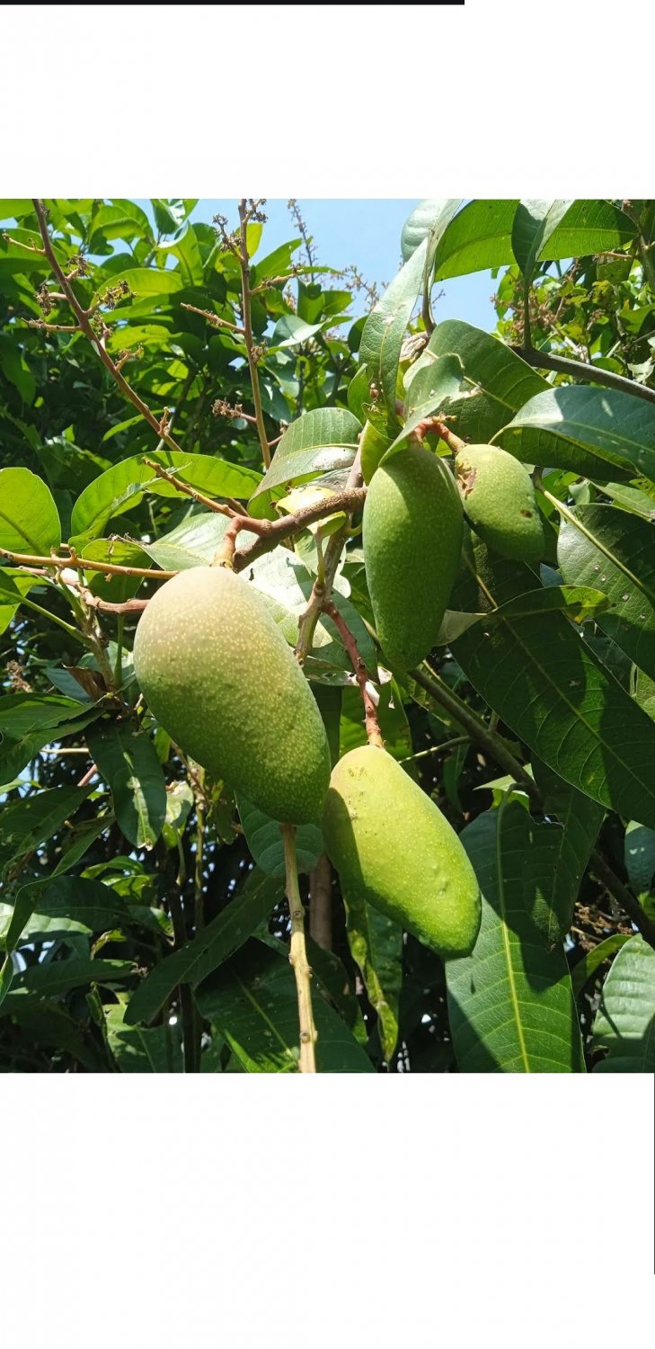 Mango Plant Mango tree Seedling Fruit Plant For Your Home Garden