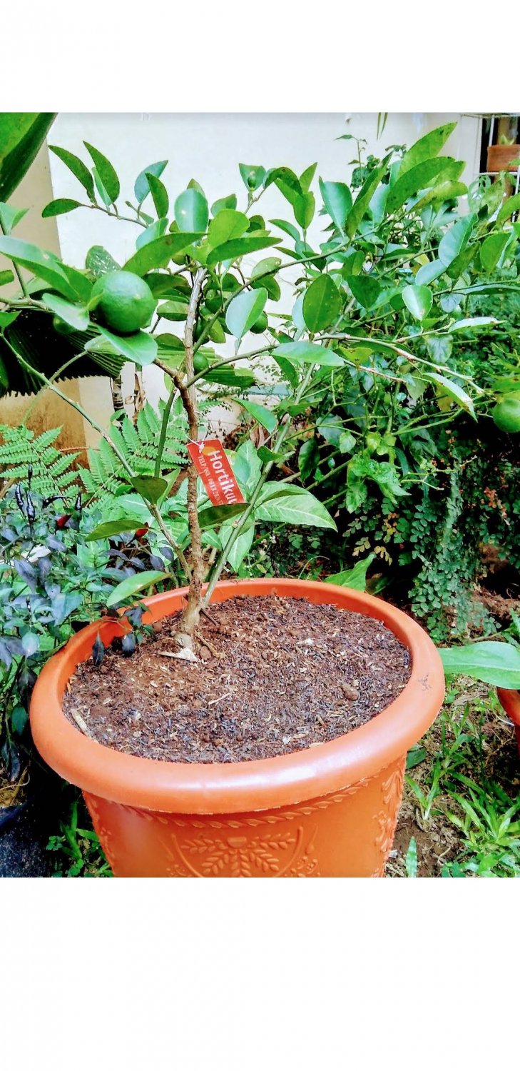 10X Seeds Citrus macroptera Shatkora Hatkhora Fruit For Your Home ...