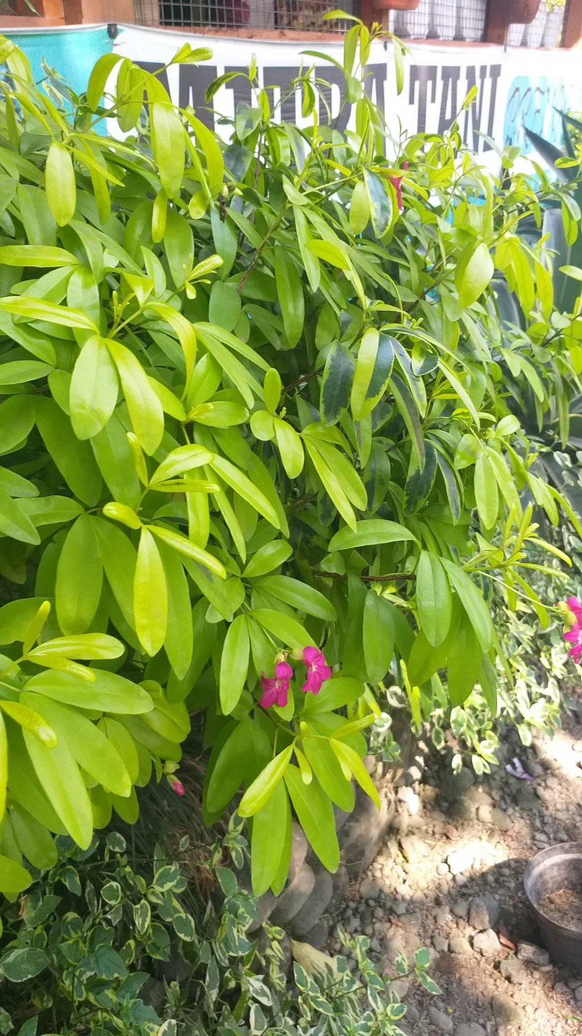 20X Seeds Dwarf umbrella tree 'Schefflera arboricola' For Your Home ...