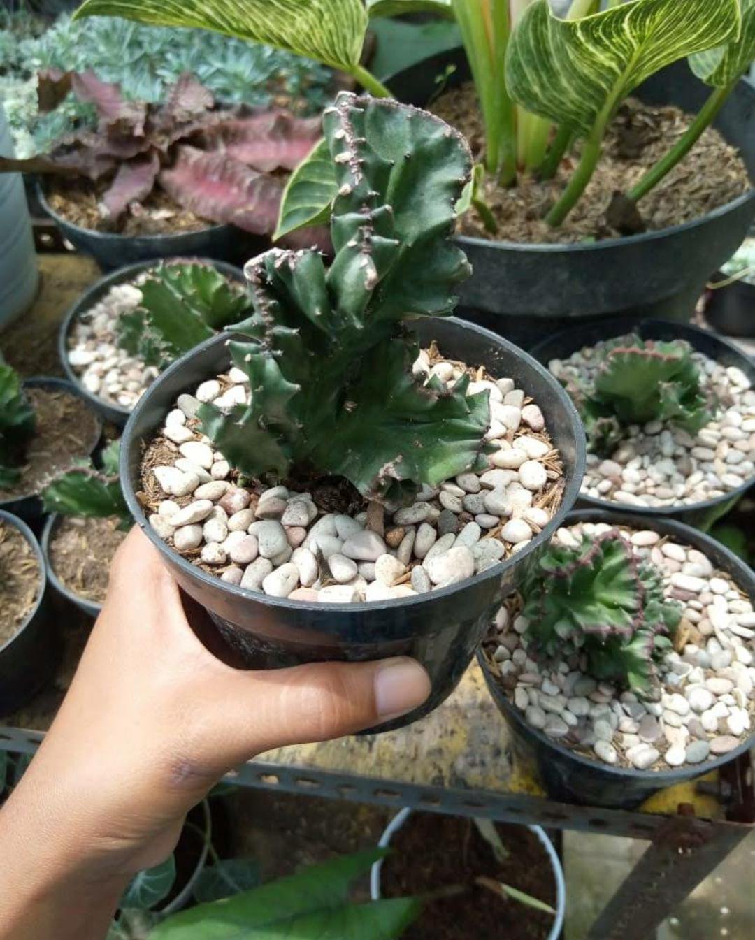 Live Plant Euphorbia Lactea Cristata Cactus Live Plant For Your Home Garden