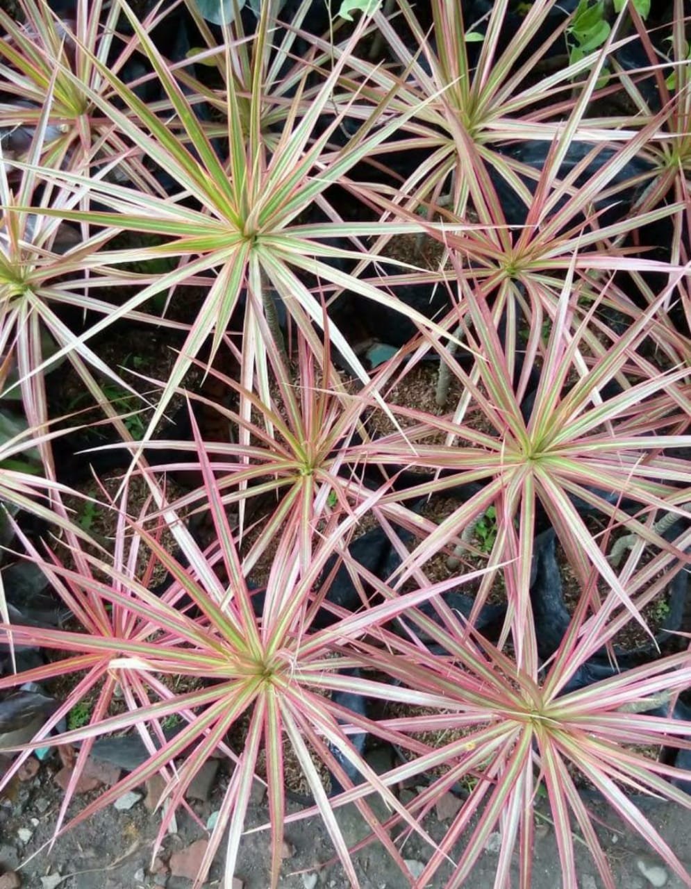 Live Plant Dracaena Marginata Colorama Tricolor Flower Live Plant For ...