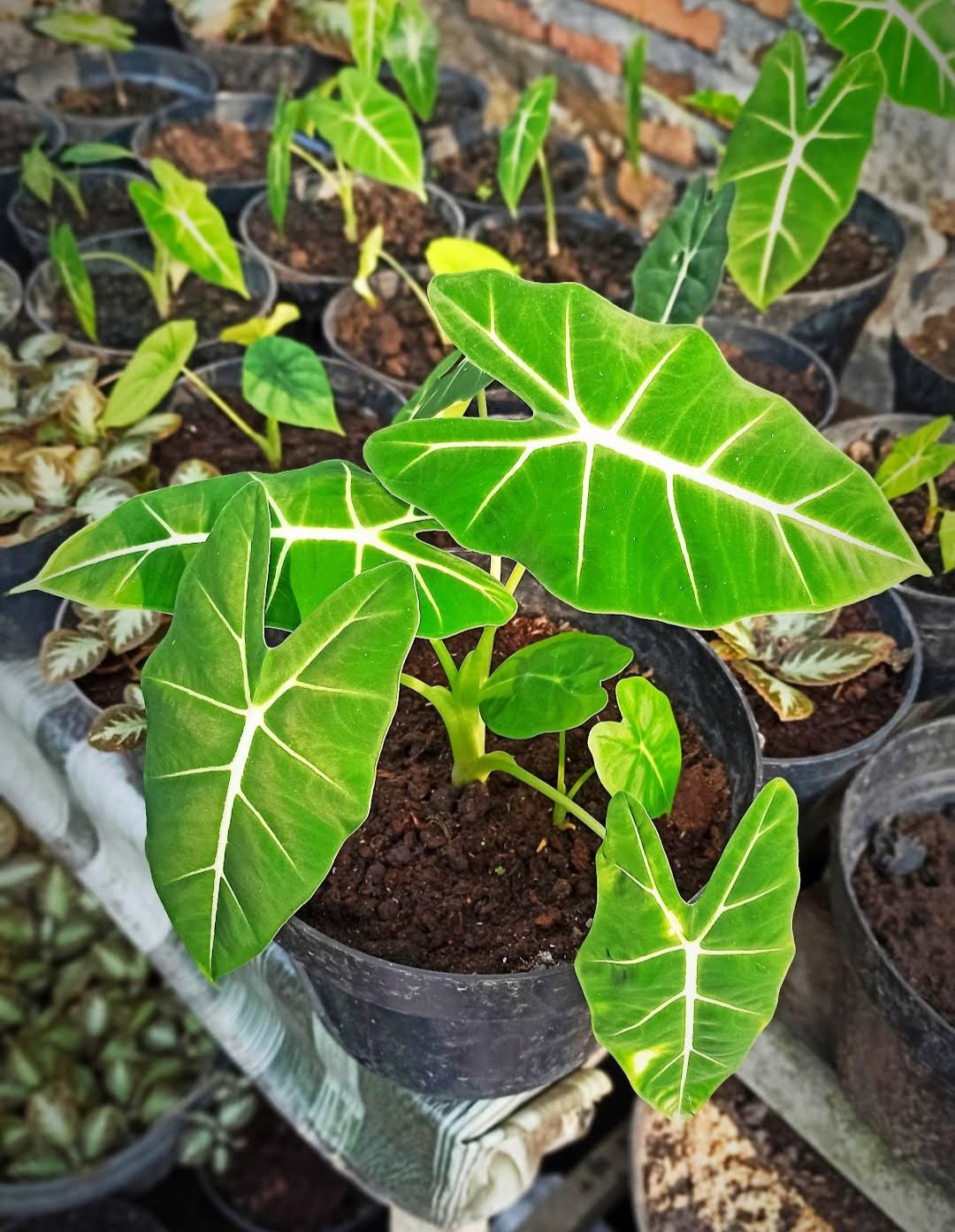 Live Plant Alocasia Frydek Flower Live Plant For Your Home Garden