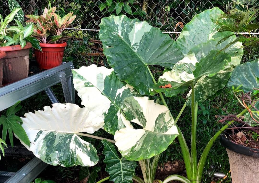 Alocasia odora Variegata Plant Flower Live Plant For Your Home Garden