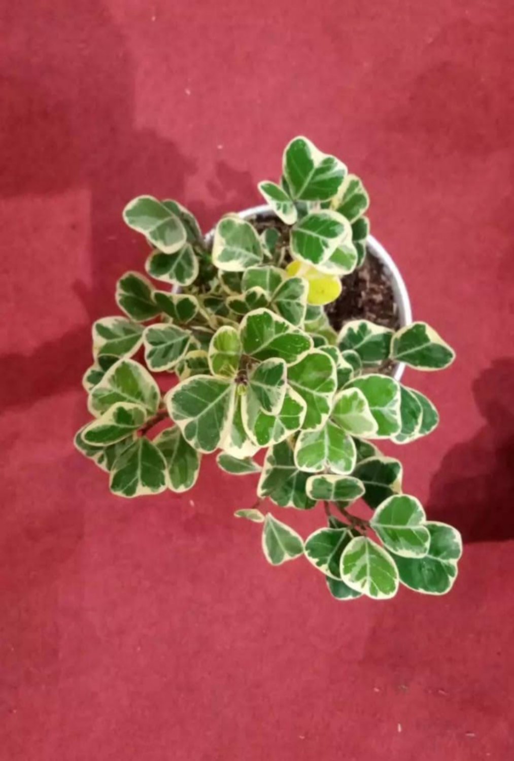 Ficus Triangularis Varigated Rare Plant Flower Live Plant For Your Home ...