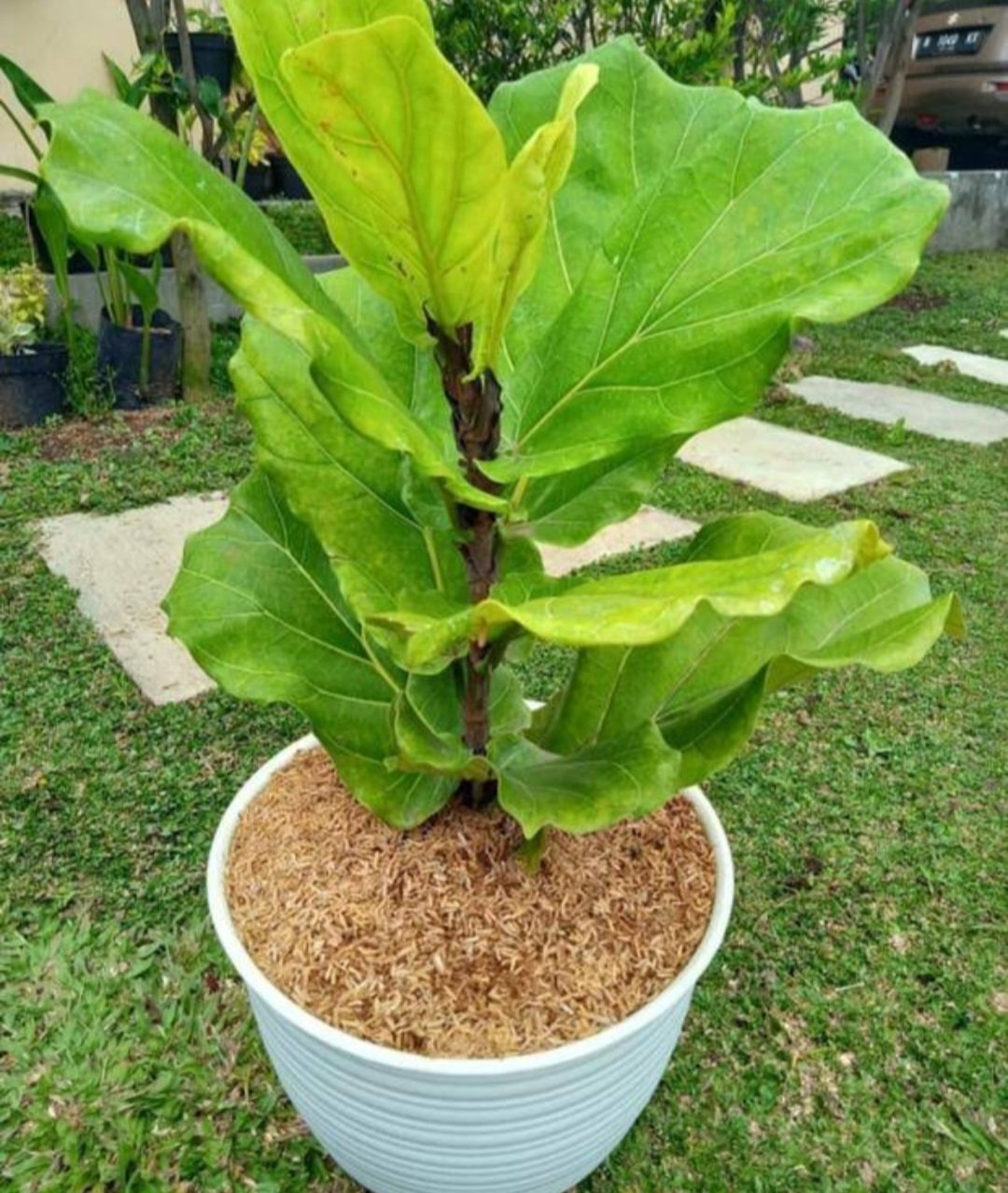 Fiddle Leaf Fig-Ficus Lyrata Rare Plant Flower Live Plant For Your Home ...