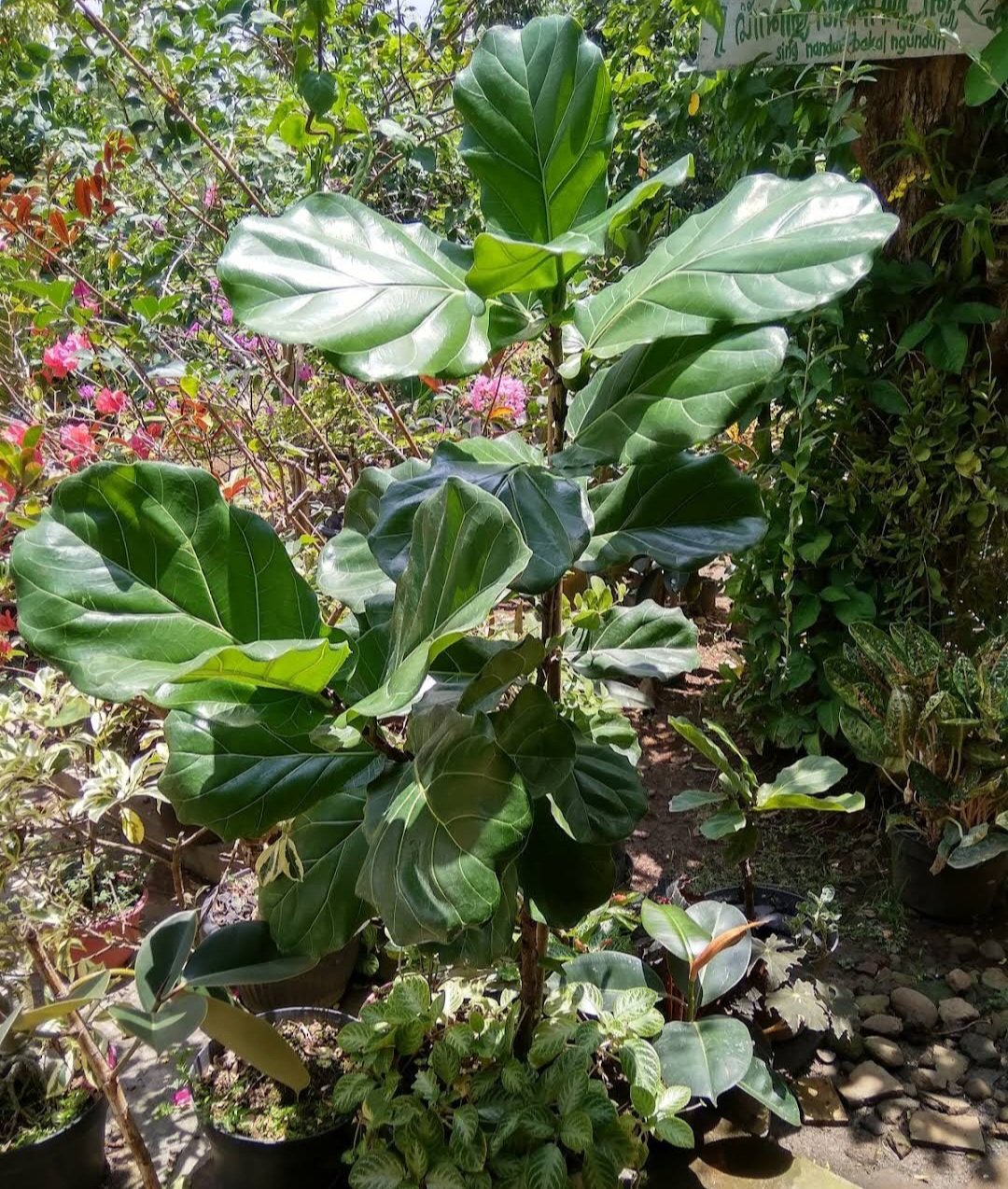 Fiddle Leaf Fig-Ficus Lyrata Rare Plant Flower Live Plant For Your Home ...