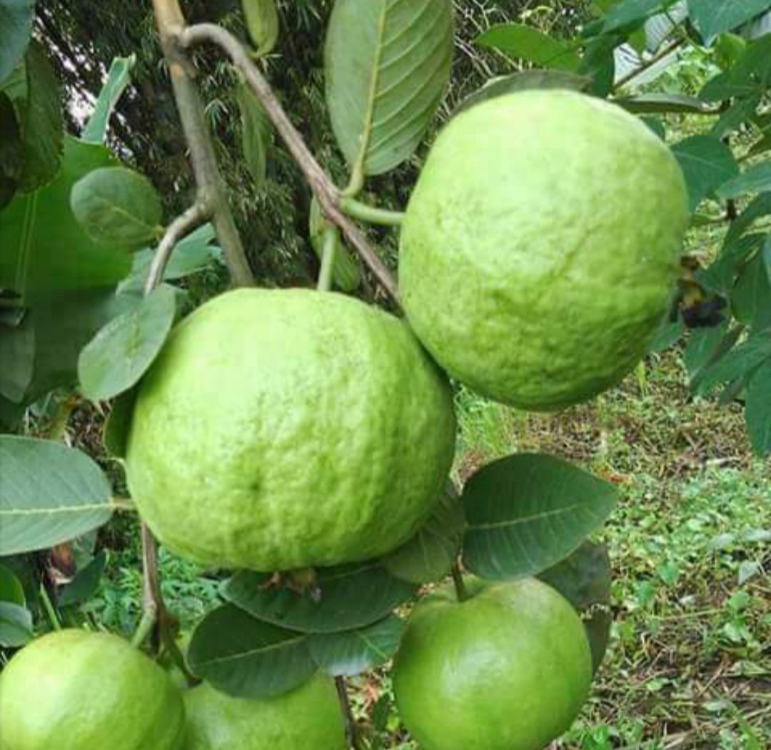 Pan Se Thong Guava Fruit Rare Plant Flower Live Plant For Your Home Garden