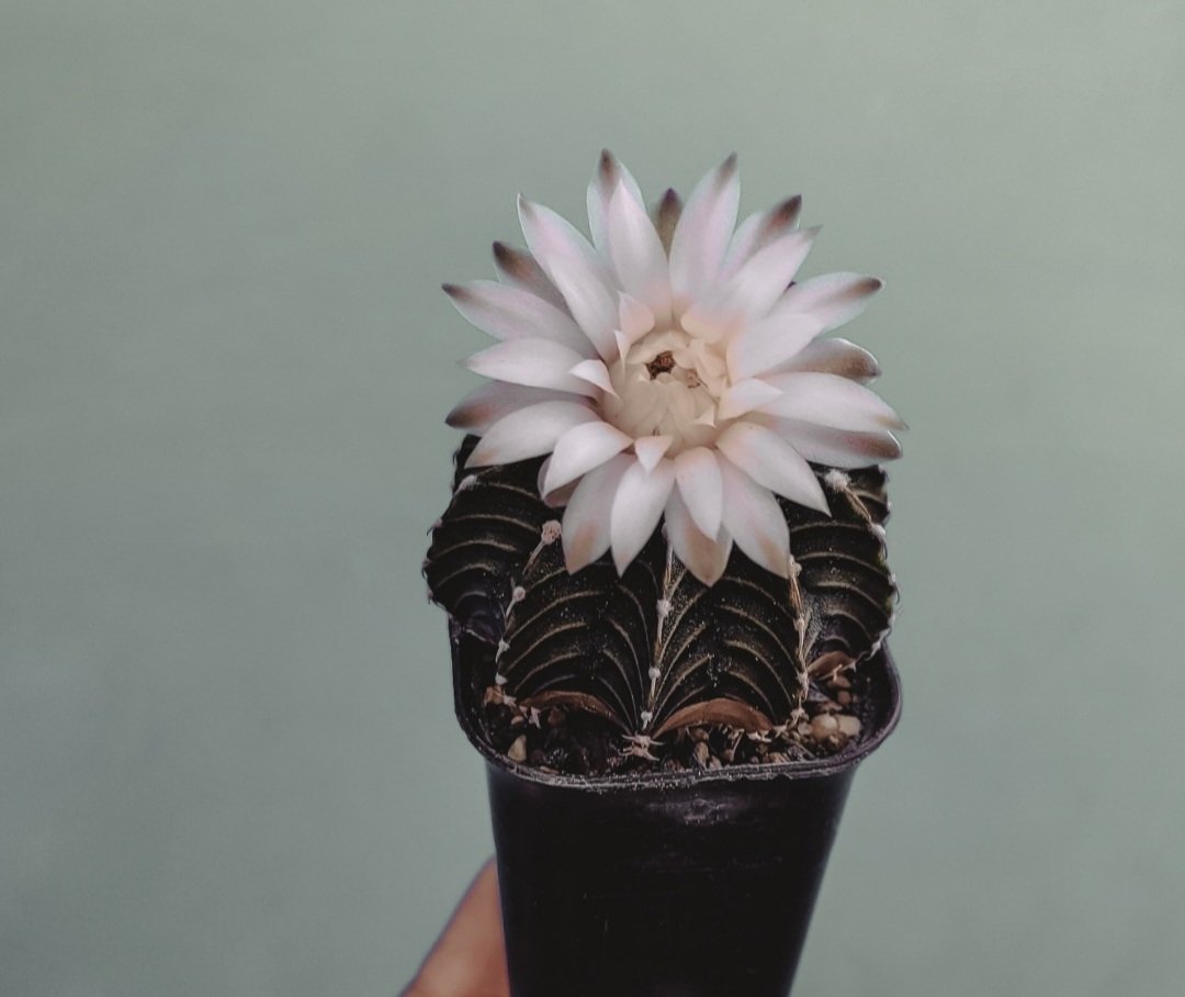 Gymnocalycium stenopleurum Cacti Rare Plant Flower Live Plant For Your ...