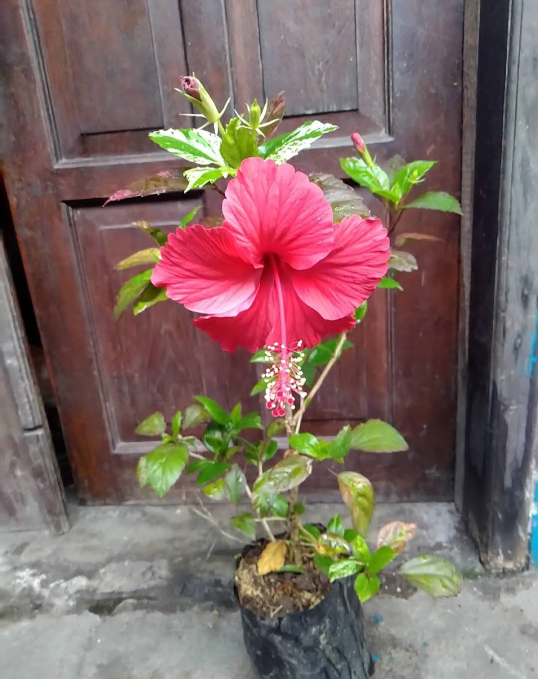 Red Hibiscus Rare Plant Flower Live Plant For Your Home Garden