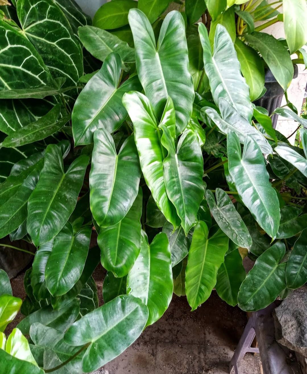 Philodendron Burle Marx Flower Home Rare Plant Live Plant For Your Home ...