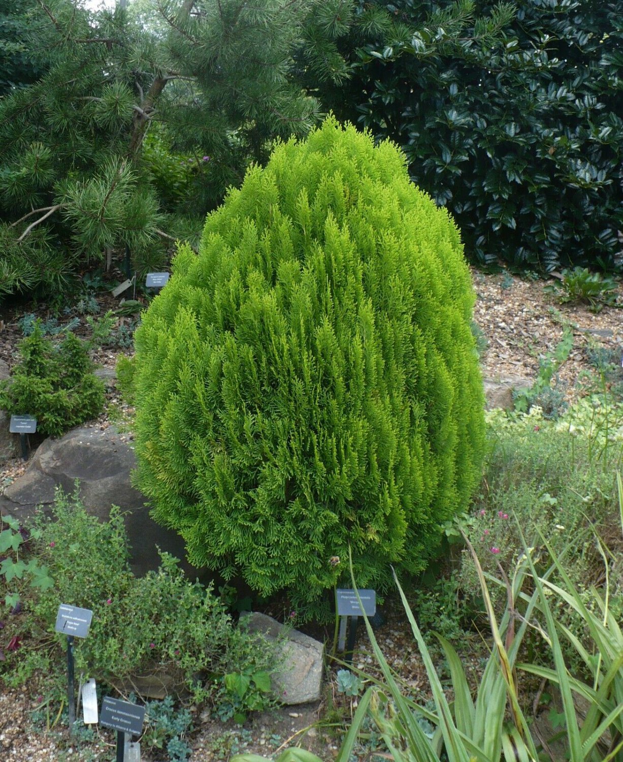 Oriental Arborvitae Platycladus orientalis 10 Seeds