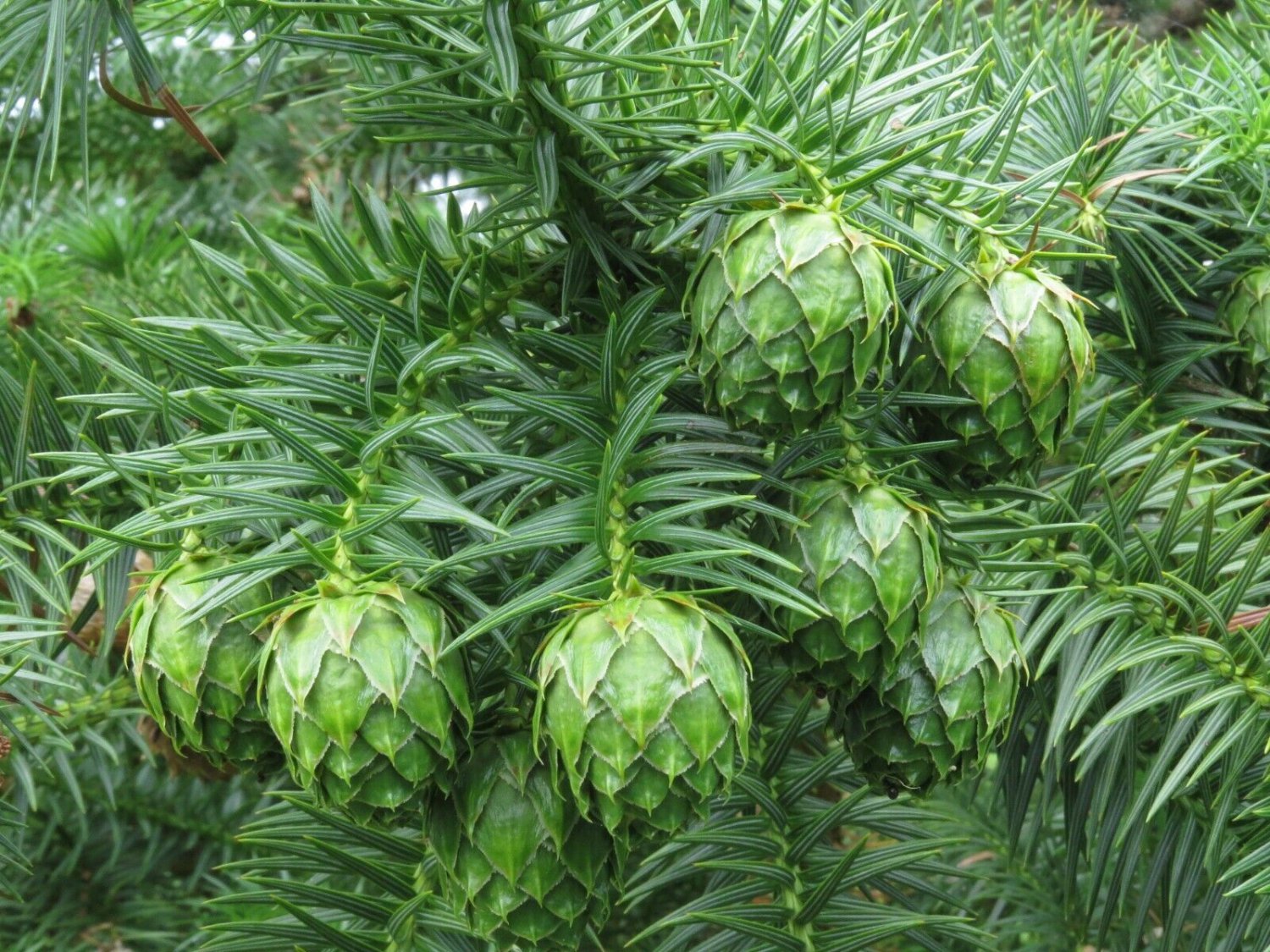 China Fir Cunninghamia lanceolata 10 Seeds