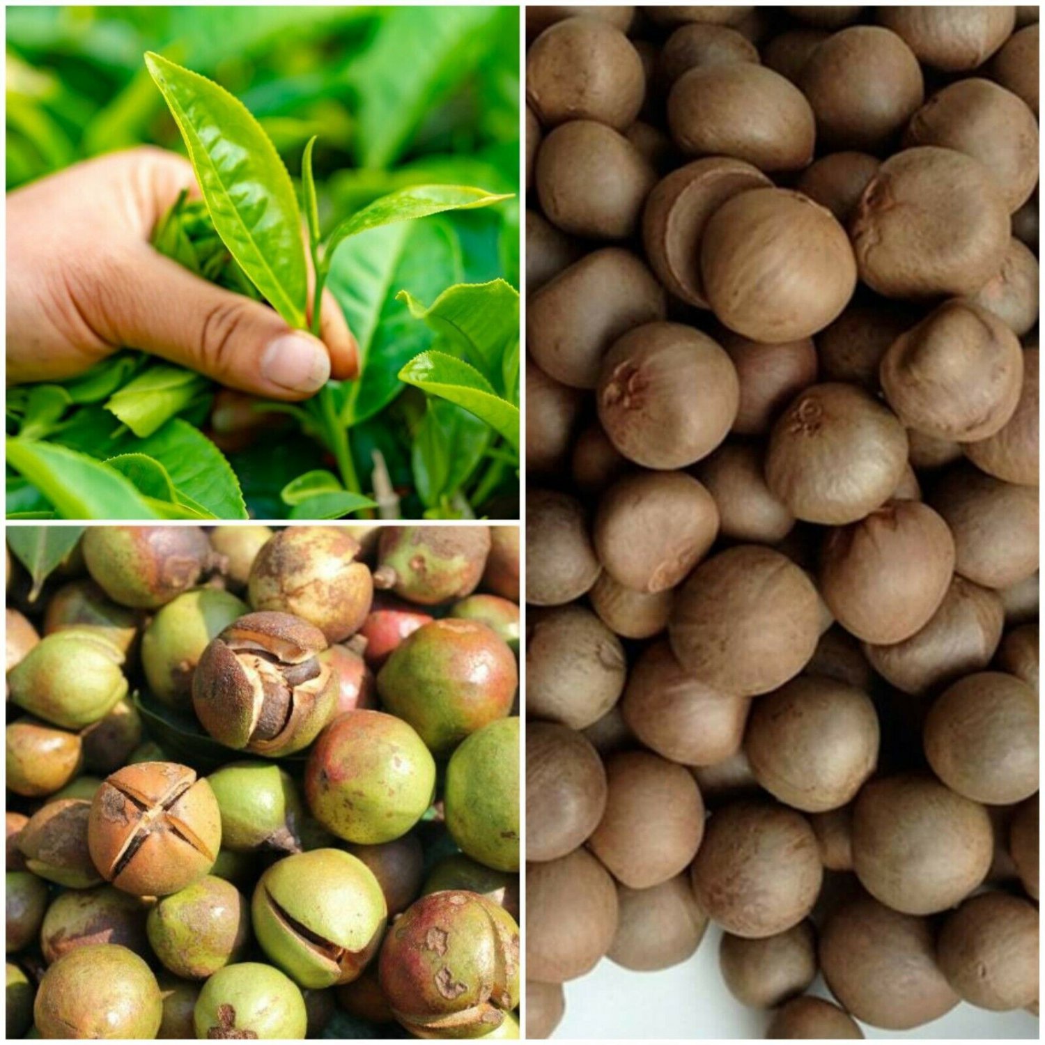 50 Camellia Sinensis Seeds/ Tea Seeds/Organic Ceylon Tea Plant/ Green ...