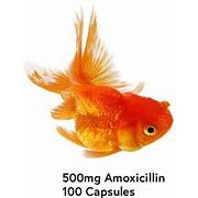 fish mox Aquarium Treatment Fish Mox Forte 500mg 50 Capsules