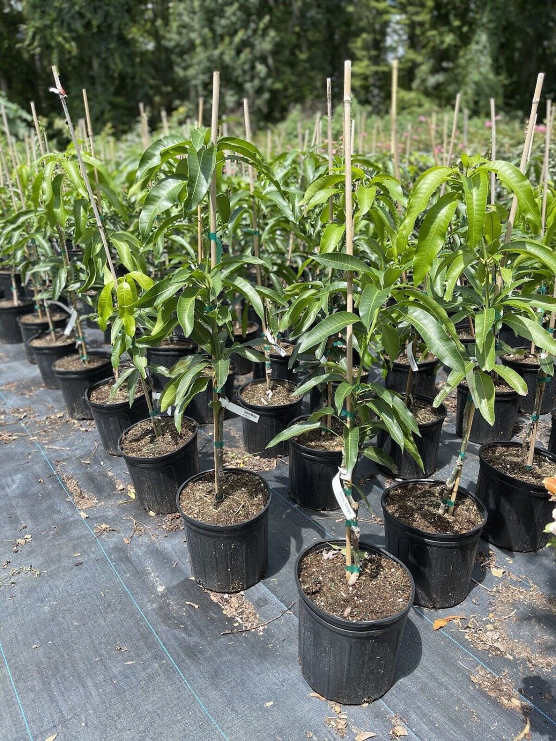 NAM DOC MAI MANGO TREE GRAFTED (3-4 Feet Tall)