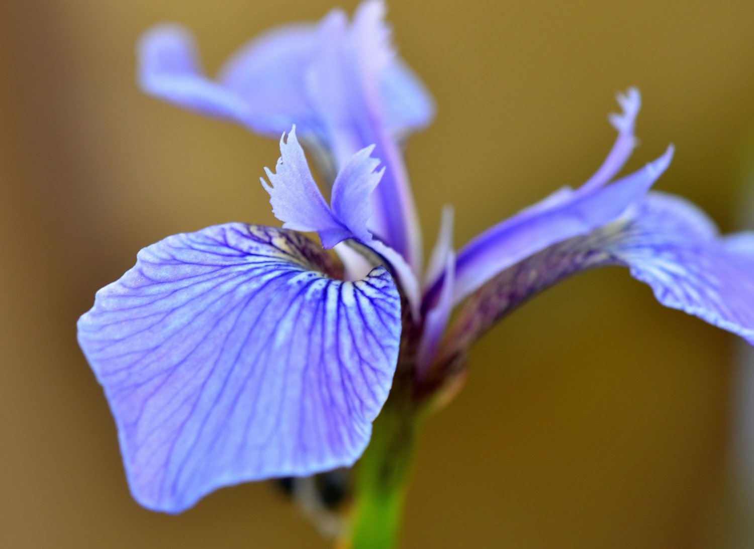 Iris Setosa SSP Canadensis seed