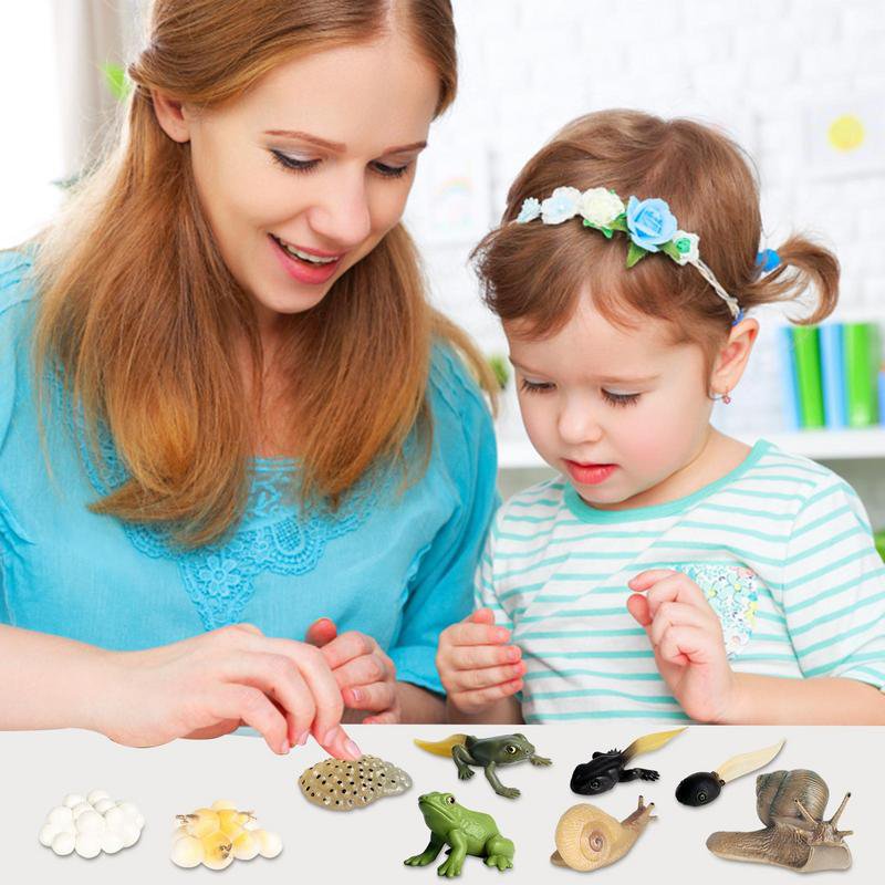 Animal Life Cycle Figurines 8PCS Frog And Snail Life Cycle Kit ...