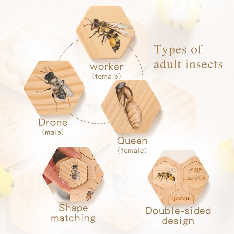 Honeybee Growth Cycle Cognitive Card Wooden Beehive Bees Grab Toys