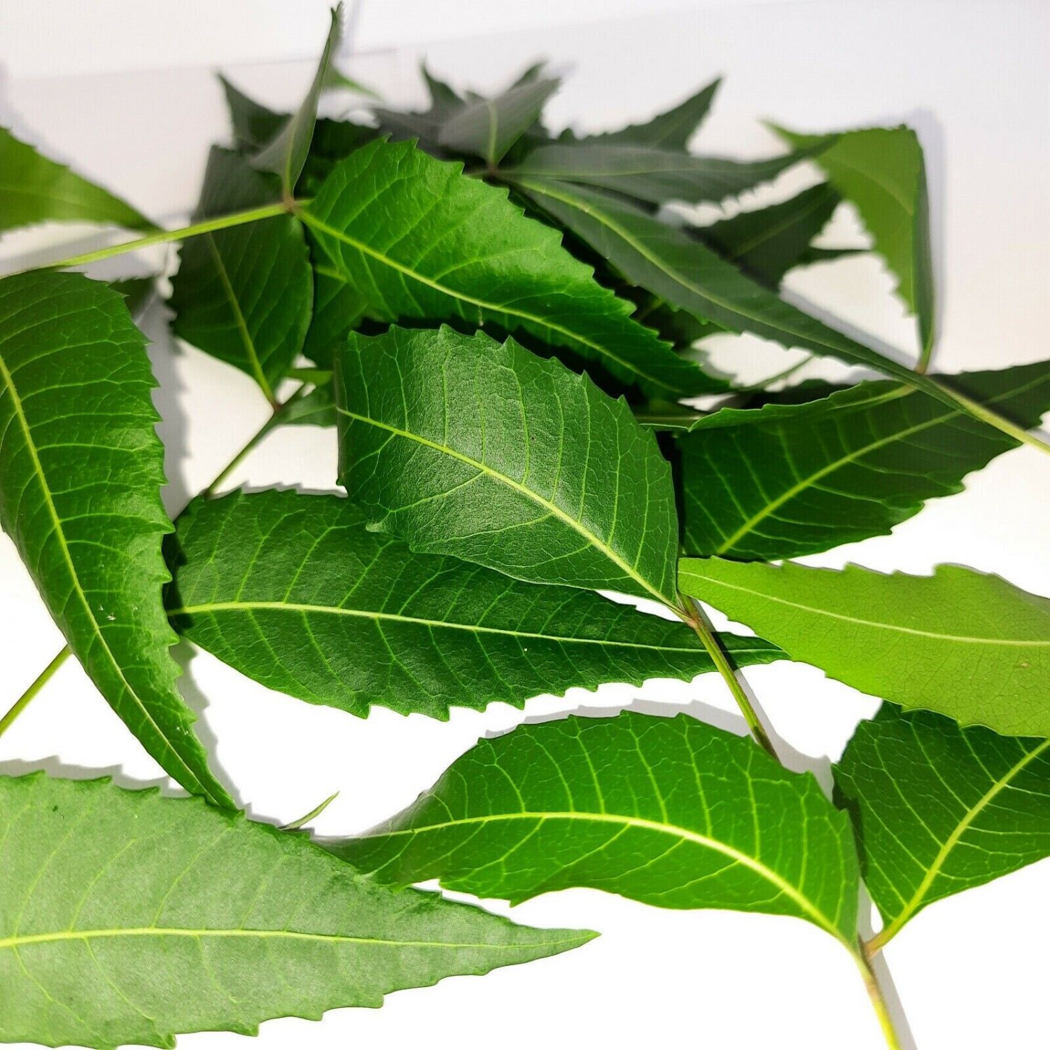 Dried Neem Leaves Azadirachta Indica Herbal Drink Tea Natural Skin Care ...