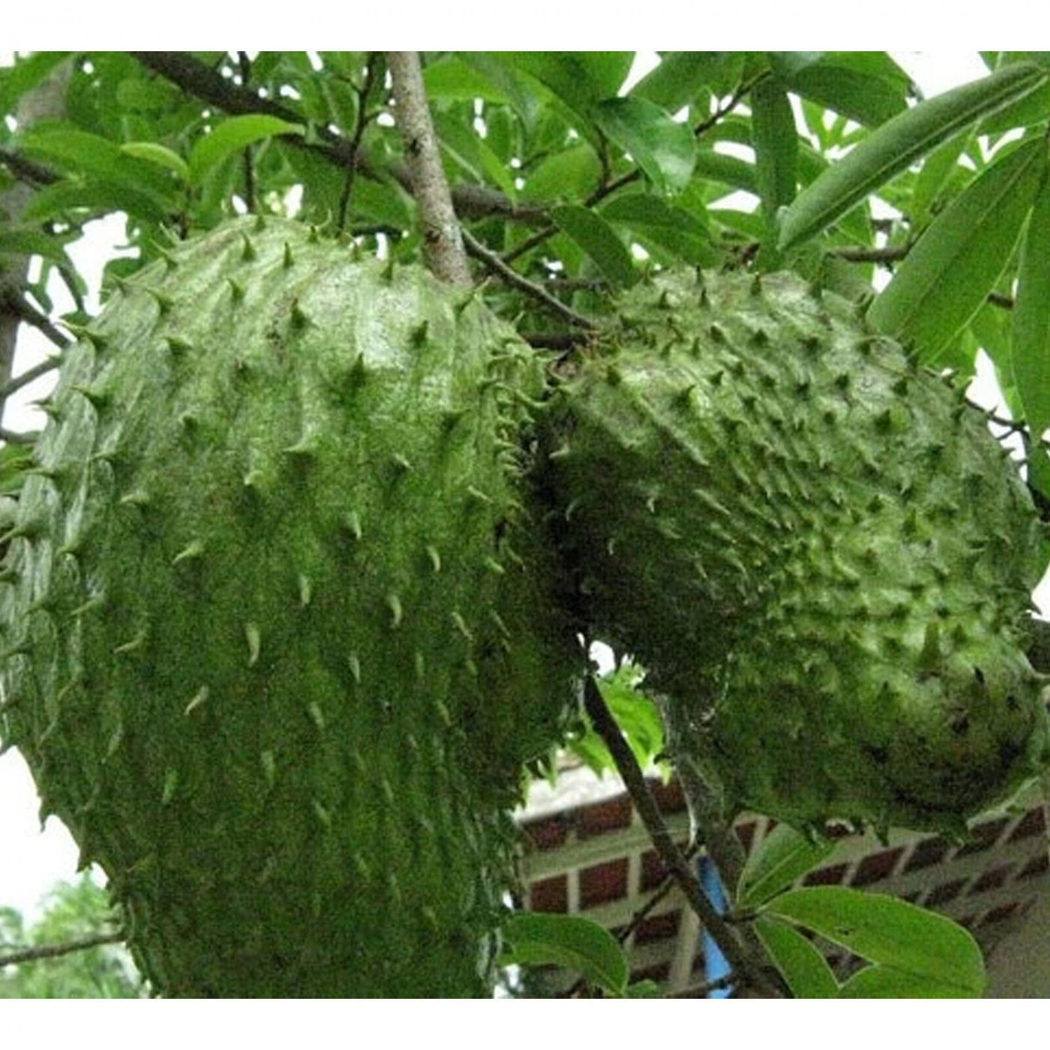 Hojas de Guanabana Tea Grade Graviola Dried Soursop Leaves Annona ...