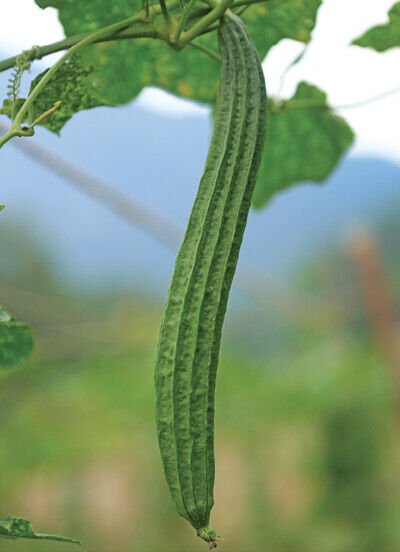 35+ Ridged gourds Angled Luffa Chinese Okra Sponge gourds Luffa ...