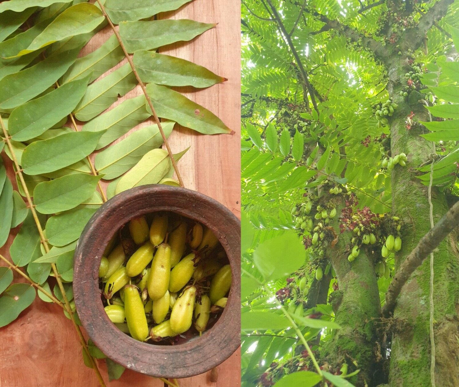 30 Seeds Averrhoa Bilimbi Cucumber Tropical Rare Fruit Tree CORNICHONS