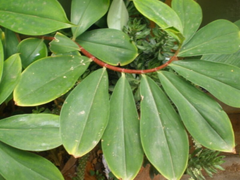 Dried Insulin Plant 50 Big Leaves Diabetic Tea Sugar control Costus ...
