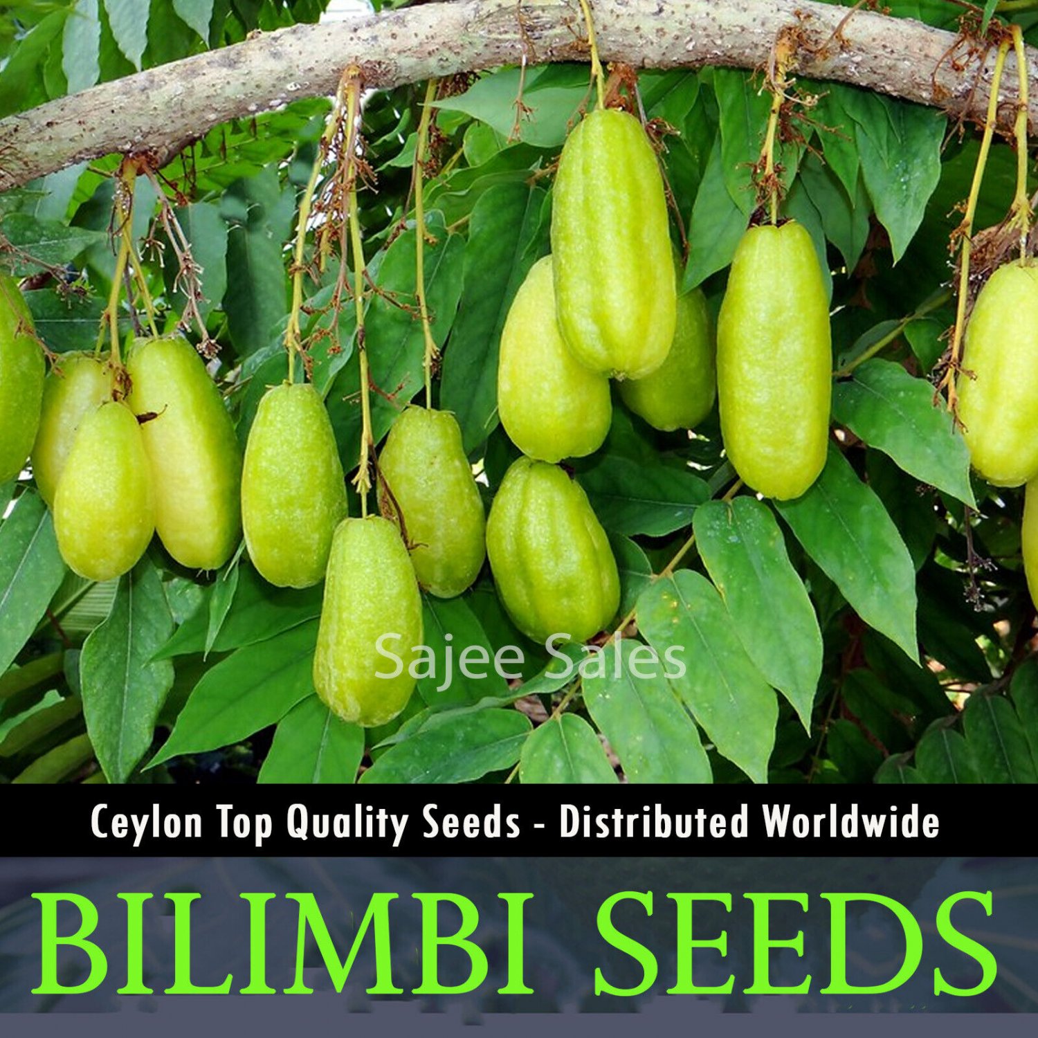 30 Seeds Bilimbi Cucumber Pickle Tree MIMBRO KAMIAS -3 to 10 Days ...