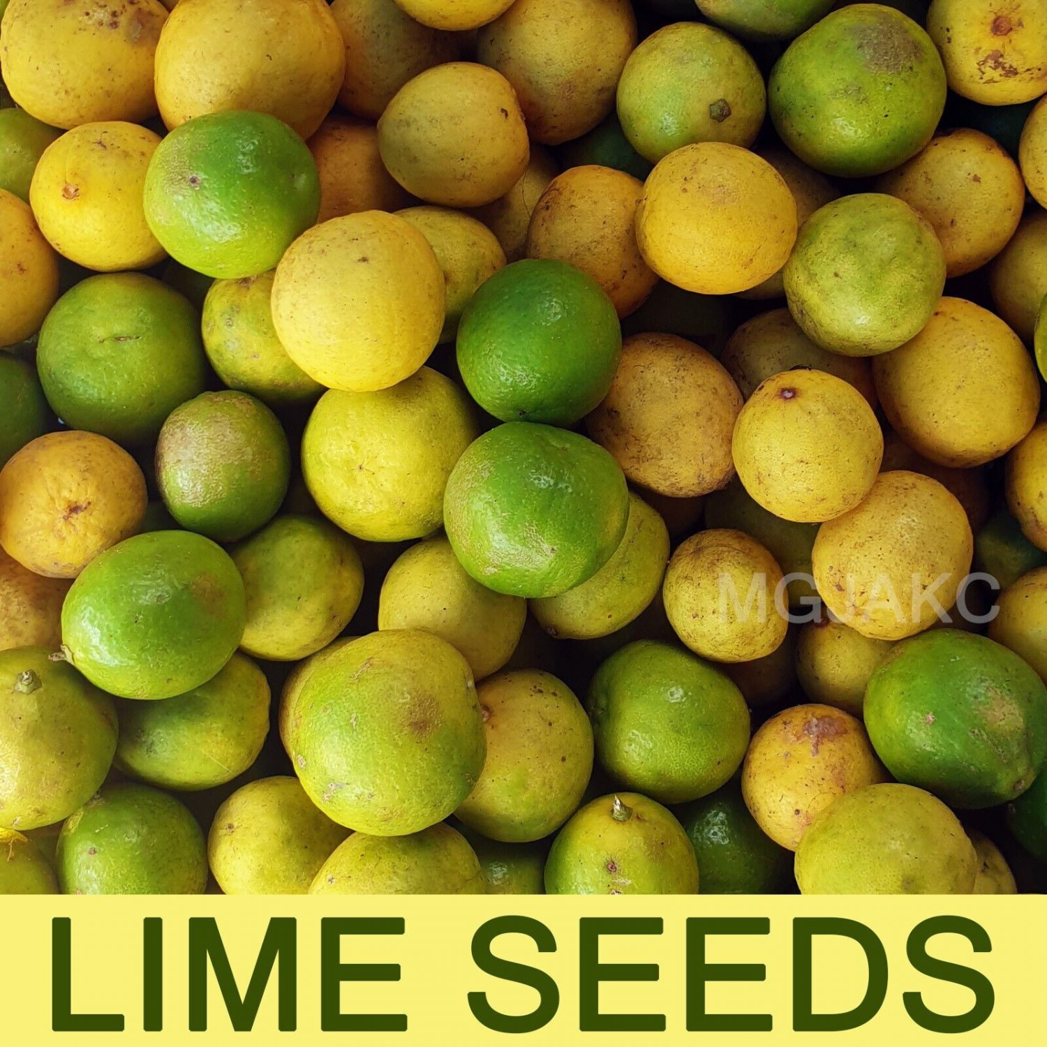 20+ Key Lime Seeds Citrus Aurantifolia 2024 Harvested Fresh Seeds (Ceylon Farm)