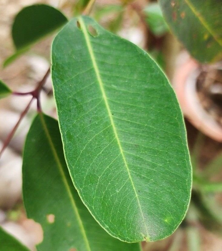 Dried Jamun Syzygium Cumini Leaves Java plum leaf Control Blood Sugar Level