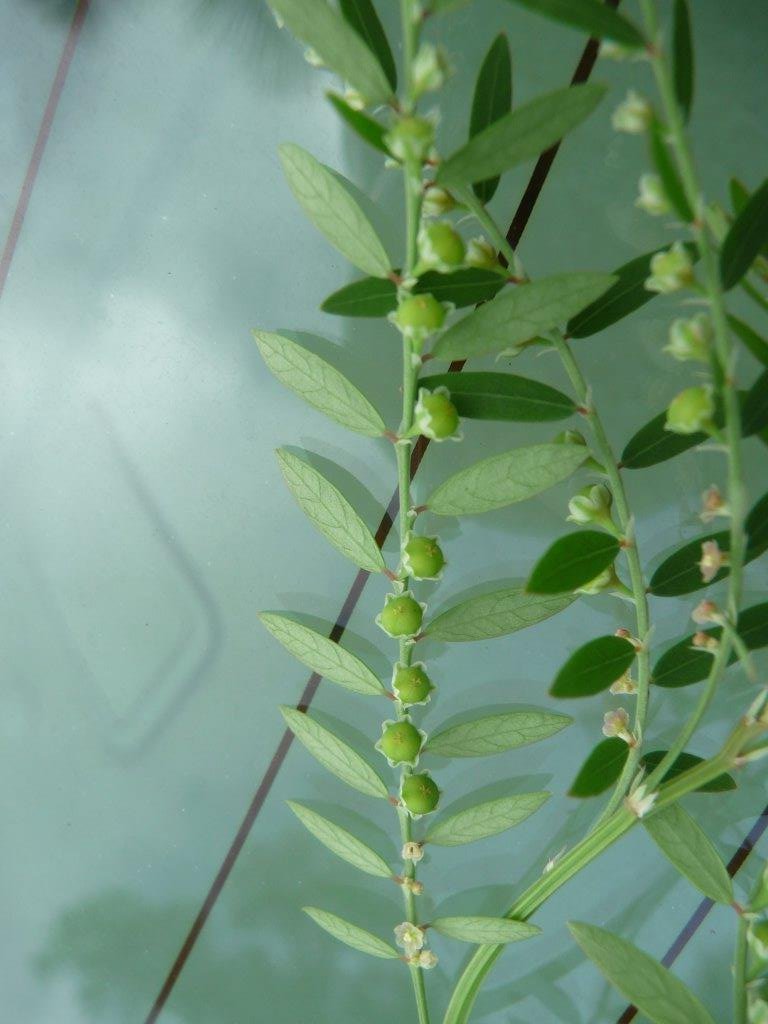 Pitawakka Very Rare Phyllanthus debilis Whole Plant Leaves Liver ...