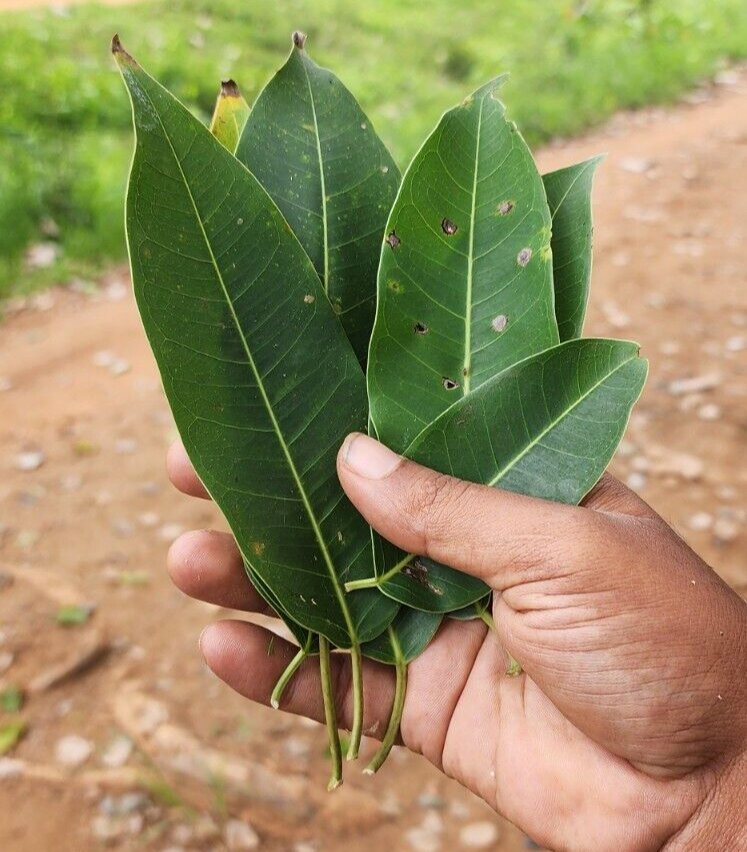 Dried Leaves Jungle Cork Tree Indian Elm Tree Holoptelea integrifolia ...