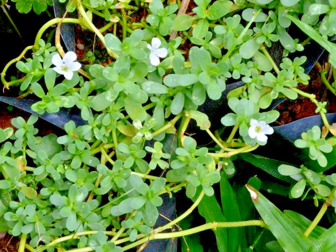 Rare Dried Bacopa monnieri Water Hyssop Brain Booster Plant Herb Ceylon Tea
