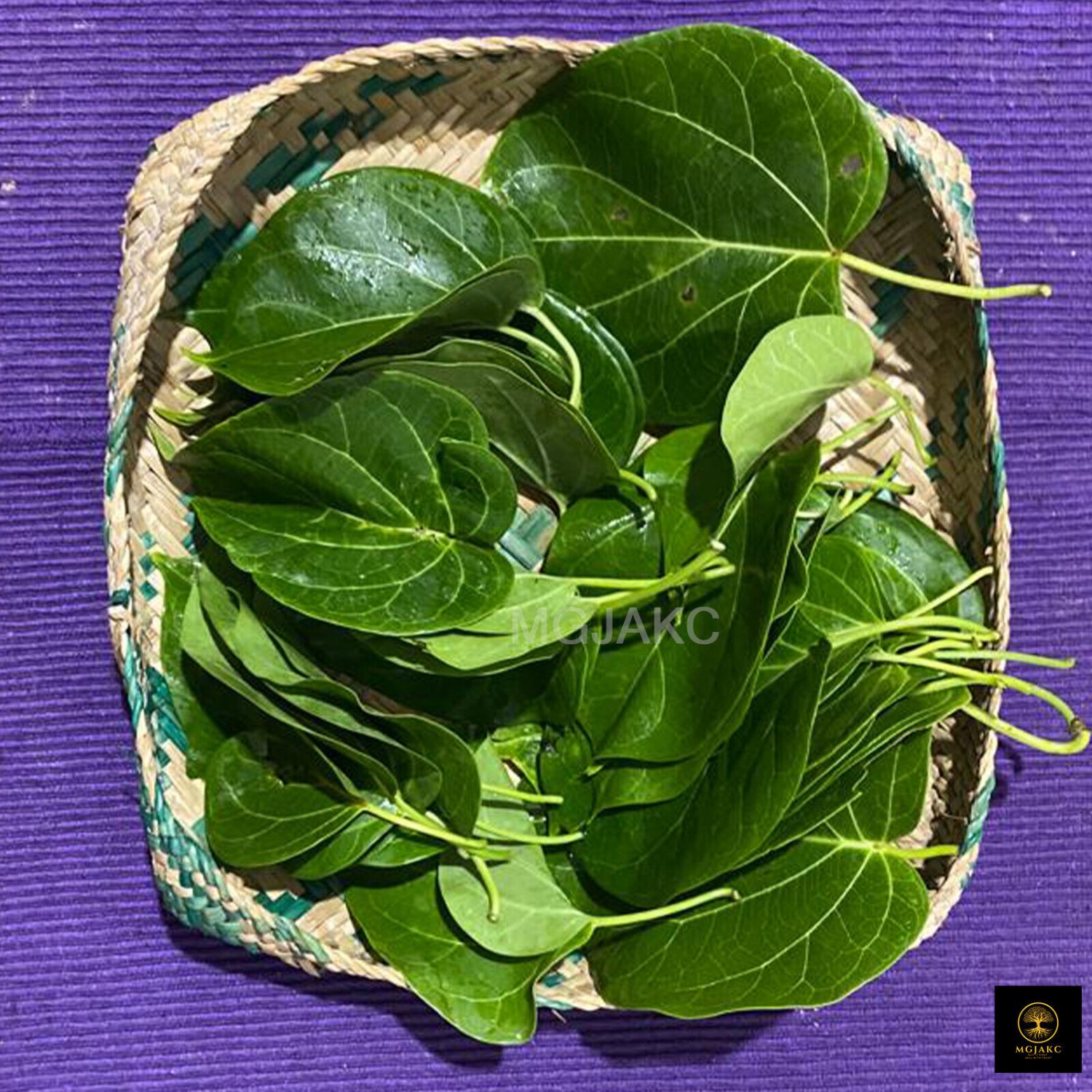 Rare Green milkweed climber Dry Leaves Cotton Milk Wattakaka volubilis ...