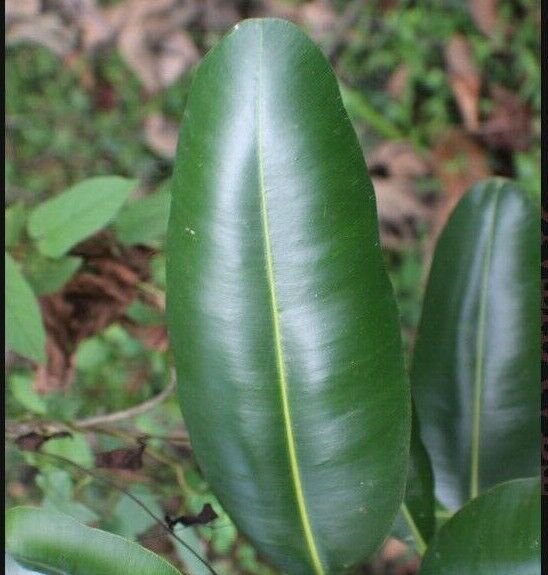 Rare Calophyllum inophyllum Leaves 100+TAMANU Alexandrian laurel ...