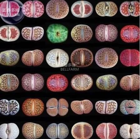 Mixed 10 Types of Lithops varieties living stones succulent bonsai - 10 ...