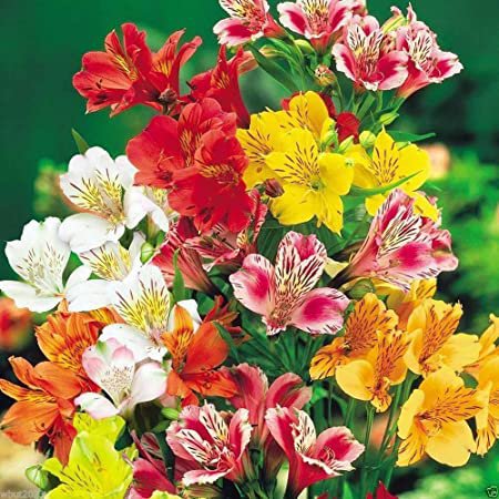 Alstroemeria Peruvian Lily Alstroemeria Inca Bandit- Princess lily ...